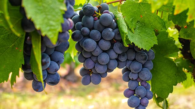 Grow Toward Christ | Barbara Heise - BYU SpeechesBYU Speeches